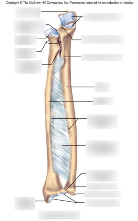 Radius And Ulna Anterior View Diagram Quizlet