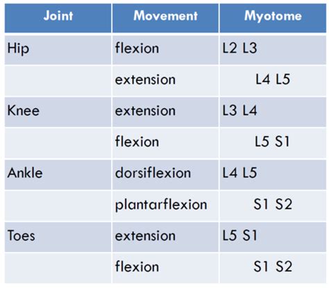 Lower Limb Spinal Nerves Dermatomes Myotomes Flashcards Quizlet