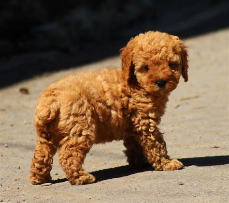 Perros French Poodle Mini Toy Cuanto Crecen Wow Blog