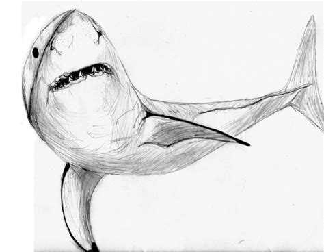 Shark Pencil Drawing At Paintingvalley Explore Collection Of