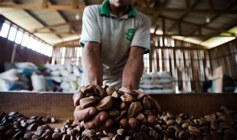 Bioeconomia na Amazônia e no Cerrado receberá R 2 milhões para