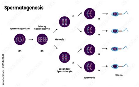Structure Of Spermatogenesis Diagram Process Of Cell Division Male