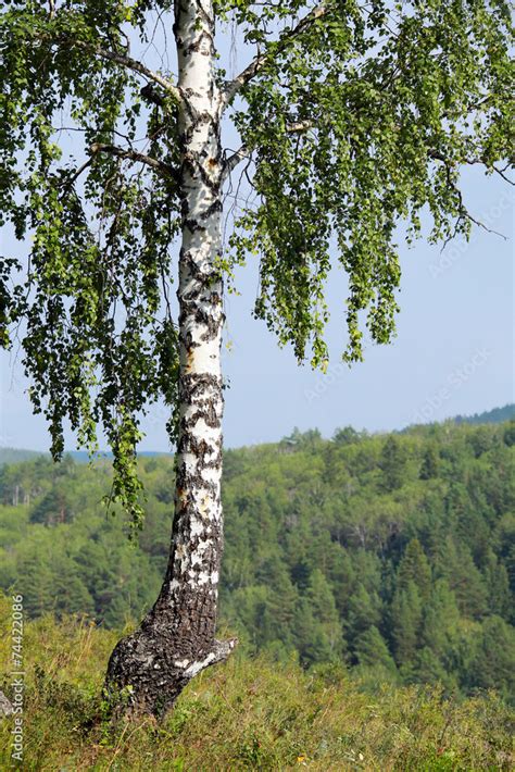 Fototapeta Las Dziki Pejza Drzewa Dekowizja Pl