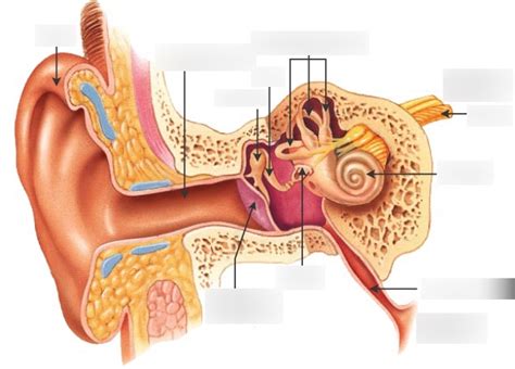 Ear Diagram Quizlet