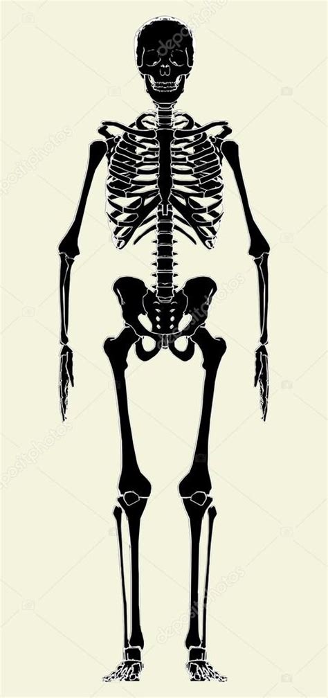 Vector De Esqueleto Humano Vector De Stock De Nesacera