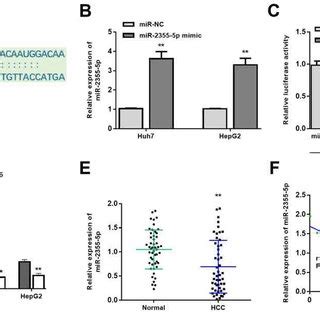 Cdk And Ccnb Affect The Apoptosis Invasion And Cell Cycle Of Hcc
