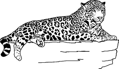 Desenho De On A Pintada Deitada Para Colorir Tudodesenhos