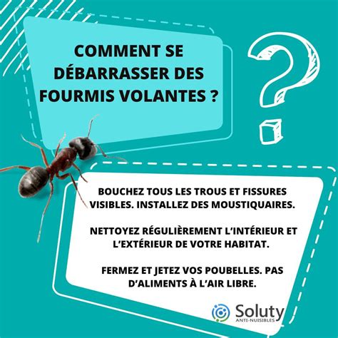 Comment se débarrasser des fourmis volantes SOLUTY
