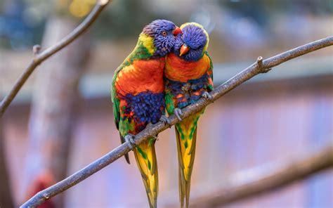 Bird K Wallpapers Top Free Bird K Backgrounds Wallpaperaccess