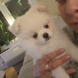 1 år gammal Pomeranian säljs av Nosia från Kungsbacka Skaffa Hund