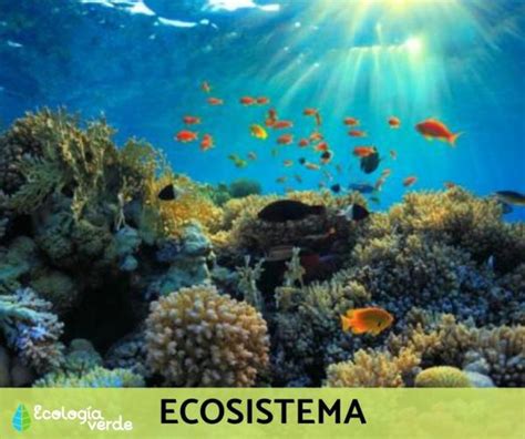 NIVELES de ORGANIZACIÓN ECOLÓGICA cuáles son y ejemplos