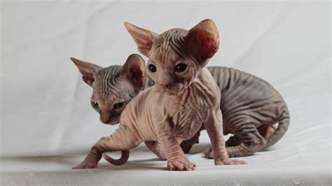 Sphynx Wallpapers 30 Images WallpaperCosmos