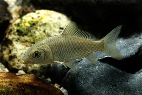 Gambar Koleksi Ikan Air Tawar Perikanan Gambar Kartun Di Rebanas Rebanas