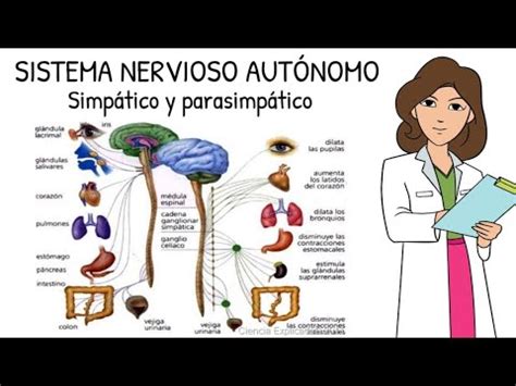 Funciones Del Sistema Nervioso Autonomo Simpatico Y Parasimpatico