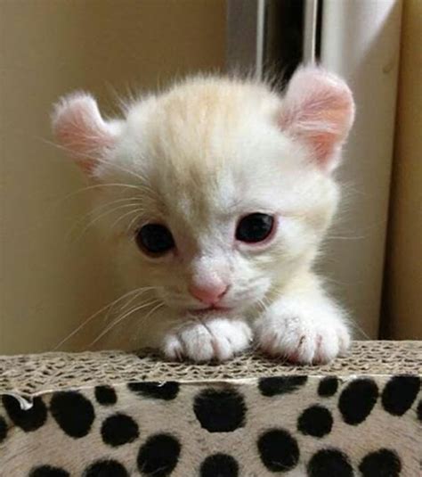 List 92 Wallpaper Cutest Kitten In The World 2017 Sharp