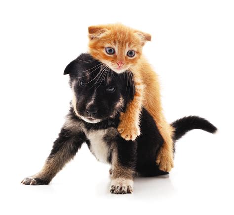 50 Cute Kittens You Need To See The Cutest Kitten Photos Ever