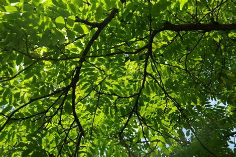 Kostenlose foto Baum Wald Ast Sonnenlicht Blatt Blume Grün