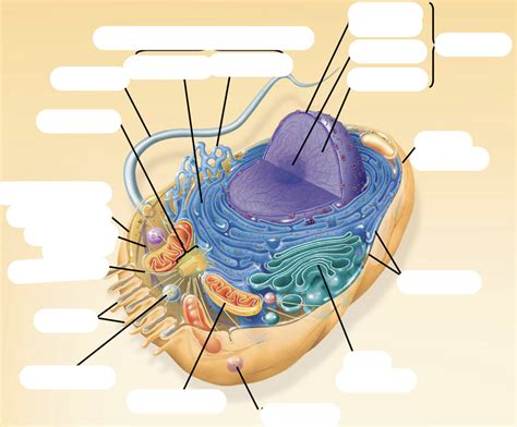 Eukaryotic Cell Diagram Quizlet