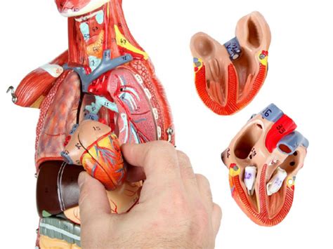 Mua Axis Scientific Human Muscle And Organ Model Part Half Life