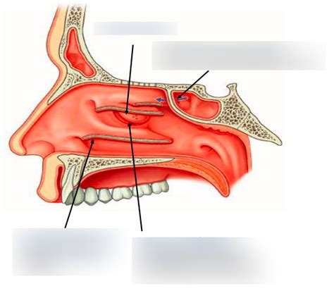 Paranasal Sinuses Diagram Quizlet