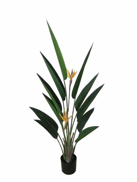 Pianta Sterlizia C Vaso H Cm
