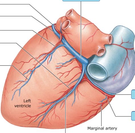 The Coronary Circulation Posterior View Diagram Quizlet