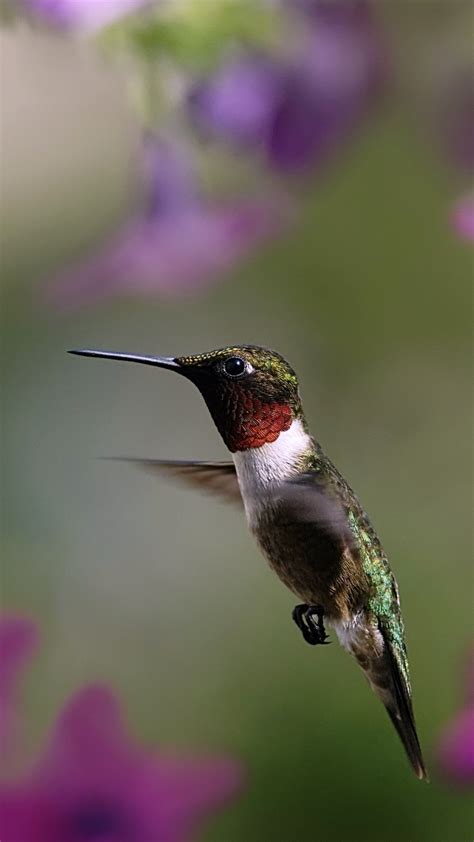 El Top 48 Celular Fondo De Pantalla Colibri Abzlocal Mx