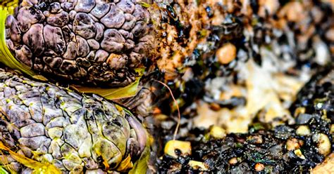 Huitlacoche el hongo parásito que deleita la cocina mexicana Repretel