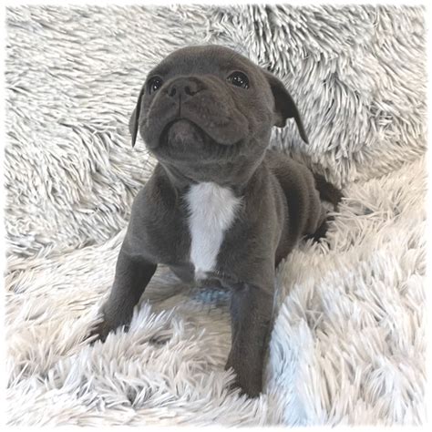 Chiots Staffy Staffordshire Bull Terrier Bleus Lof R Server