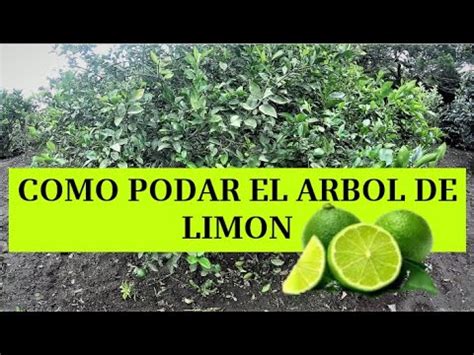 COMO PODAR LOS LIMONEROS FACIL limón Mayer podacitrico podas