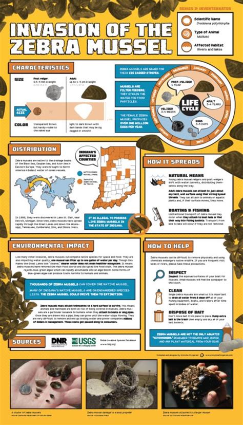 Invasive Species Project Art By Pizzaface Graphic Design