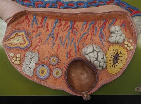 Ovary Model Diagram Quizlet