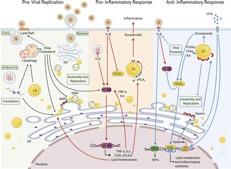 Frontiers SsRNA Virus And Host Lipid Rearrangements Is There A Role