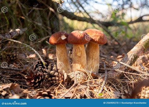 Triple Porcini Mushroom Grows In Pine Tree Forest At Autumn Season