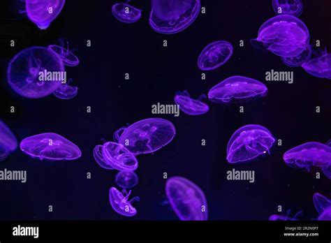 Group Of Fluorescent Atlantic Moon Jellyfish Swimming Underwater