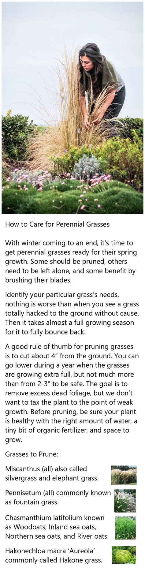 The Article Is About How To Care For Perennial Grasses