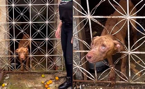 Machucado sem água e comida pitbull é resgatado e tutor é preso por