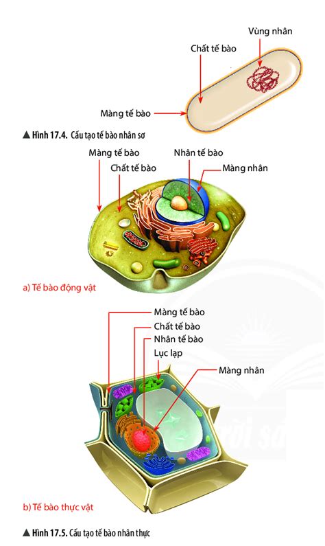 2 Vẽ và chú thích các thành phần chính của tế bào nhân sơ và tế bào