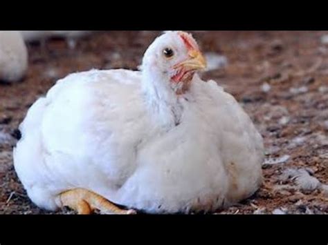 O Segredo Para Ter Frangos Grandes E Pesados Frango De Corte Minha