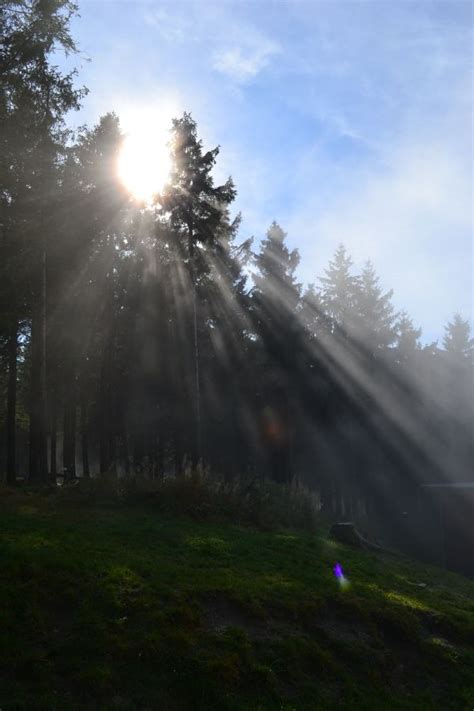 Free Images Tree Nature Light Hiking Sunlight Morning Jungle