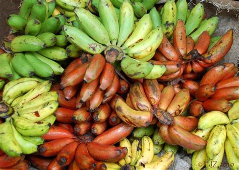Tipos De Banana Variedades Caracter Sticas E Informa Es Dicas
