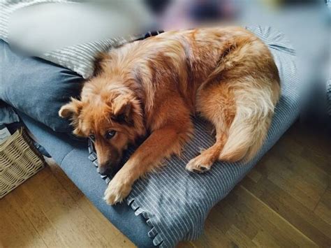Luna Pastor Garafiano Mix Hündin sucht ein Zuhause