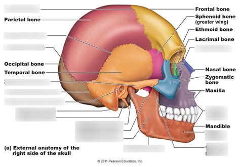 Skull Anatomy Quizlet Anatomical Charts Posters
