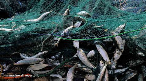 Pesca a strascico illegale è allarme nel Mediterraneo