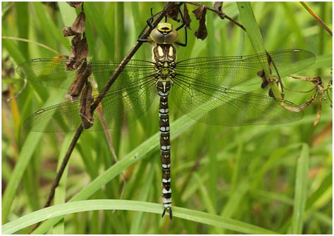 Réf 195076 INSECTA Odonata Aeshnidae Aeshna cyanea