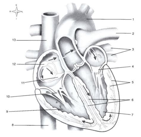 Conduction System Of The Heart Black And White