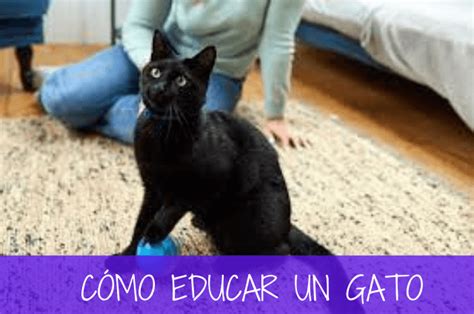 Cómo educar un gato Tips y Consejos para hacerlo más fácil