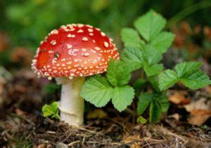 Hongos Inferiores Secretos Propiedades 2021