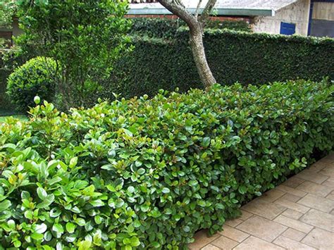 10 plantas para fazer uma cerca viva Simples Decoração