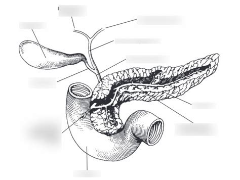 Biliary System Diagram Quizlet